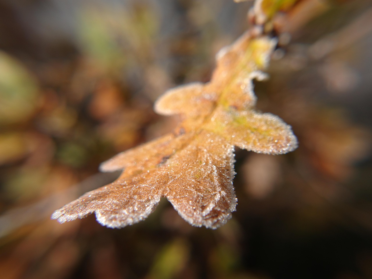 Invierno Congelado Frío - Foto gratis en Pixabay - Pixabay