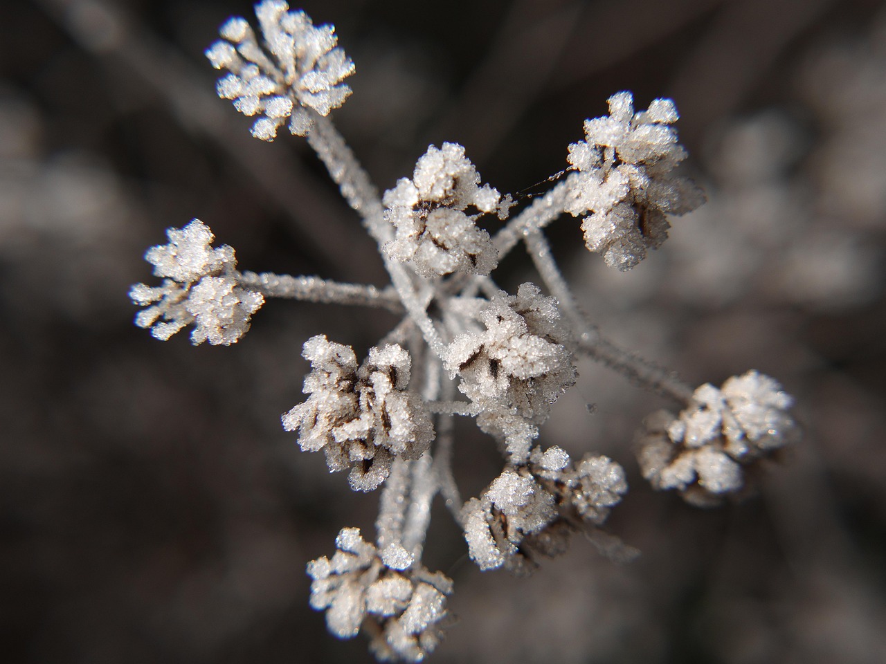 Invierno Congelado Frío - Foto gratis en Pixabay - Pixabay