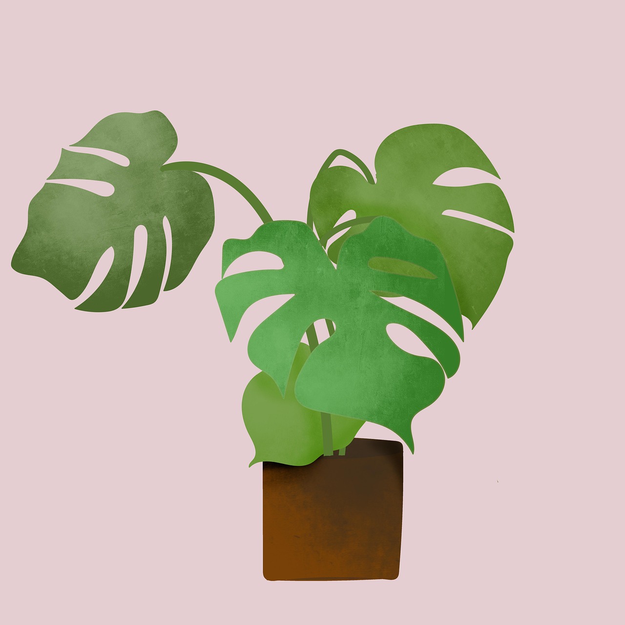 Download Plant Monstera Sheet Royalty Free Stock Illustration Image Pixabay