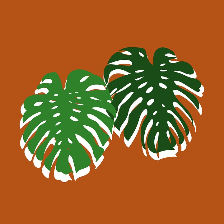 Plant Monstera Sheet - Free image on Pixabay