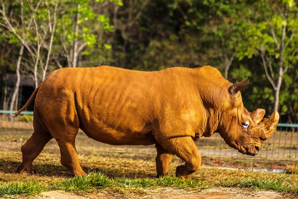 Rhino Rhinoceros Cage - Free photo on Pixabay