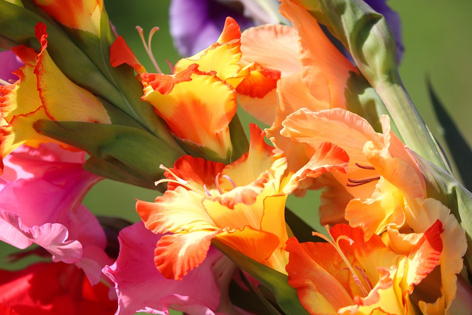 Gladiolus Flower Garden - Free photo on Pixabay