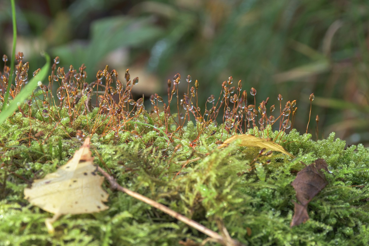 Forest Water Spores - Free photo on Pixabay