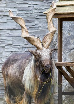 60+ Free White Ram & Ram Images - Pixabay