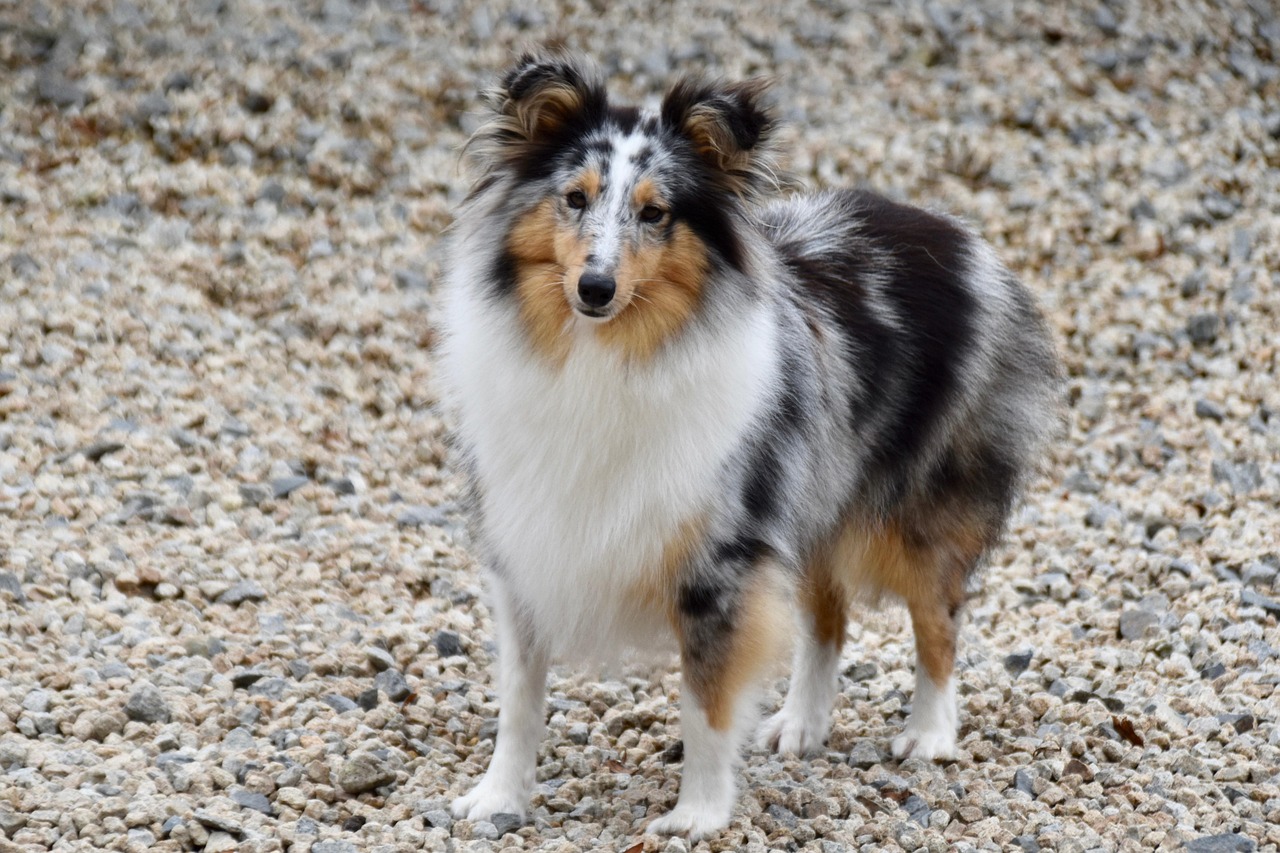 Dog Shetland Sheepdogs Canine - Free photo on Pixabay