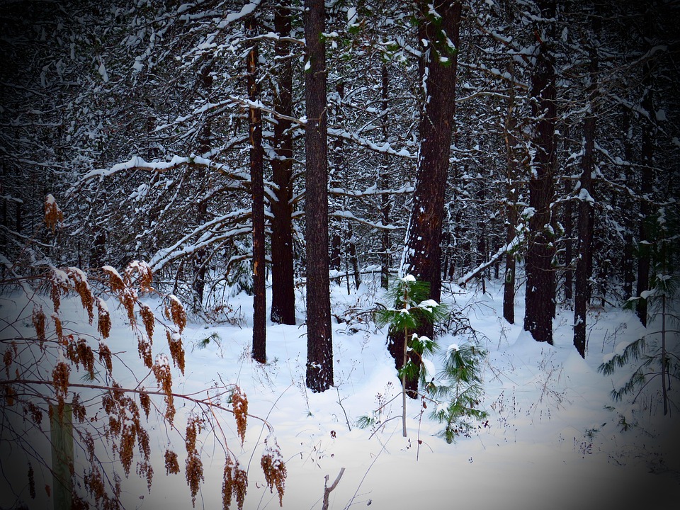 Snow Winter Bush - Free photo on Pixabay - Pixabay