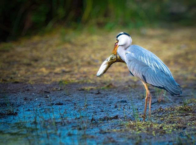 Garza Pájaro Lago Fauna - Foto gratis en Pixabay - Pixabay