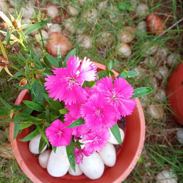 Dianthus Bunga Alam Merah - Foto gratis di Pixabay - Pixabay