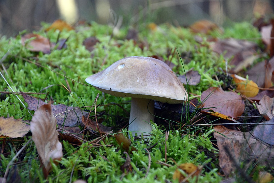 Champignon Bolet Gazon - Photo gratuite sur Pixabay