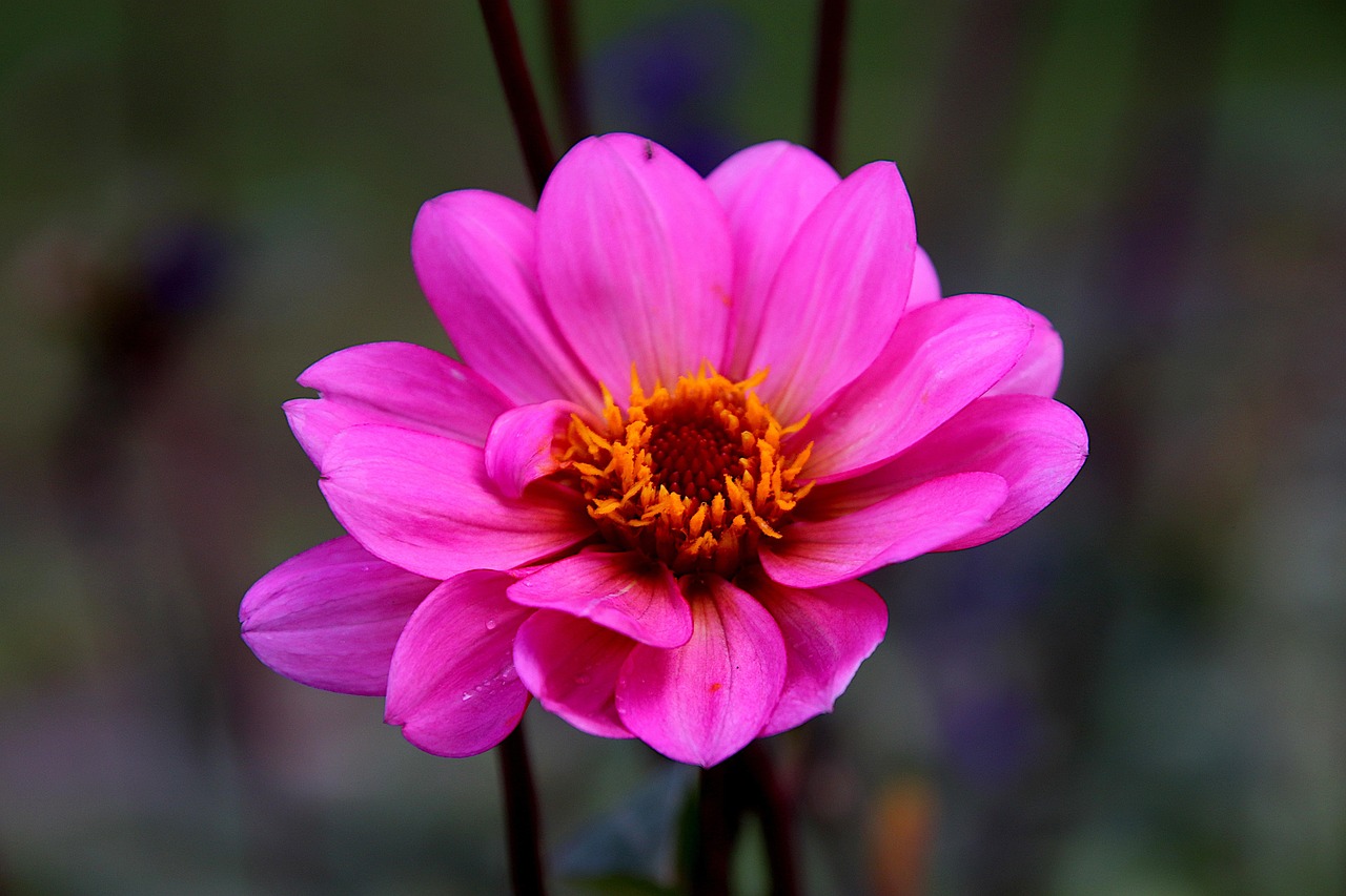 Dahlia Bunga-Bunga Tanaman - Foto gratis di Pixabay - Pixabay