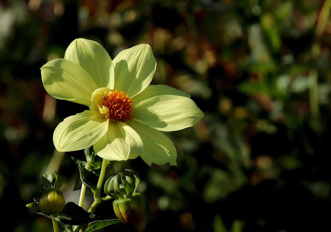 Dahlia Bunga-Bunga Tanaman Bunga - Foto gratis di Pixabay - Pixabay
