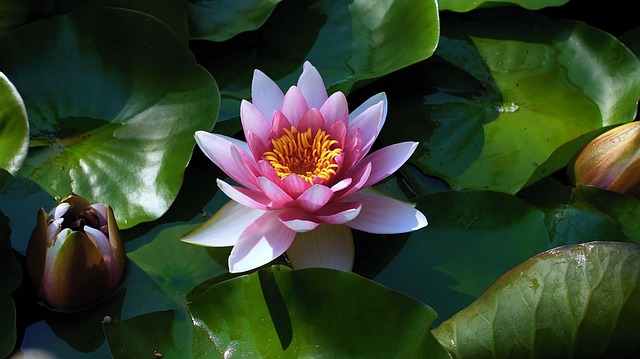 Lotus Flower Nature - Free photo on Pixabay