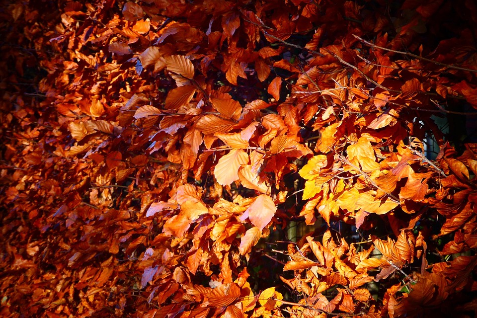 Autumn Leaves Forest - Free photo on Pixabay