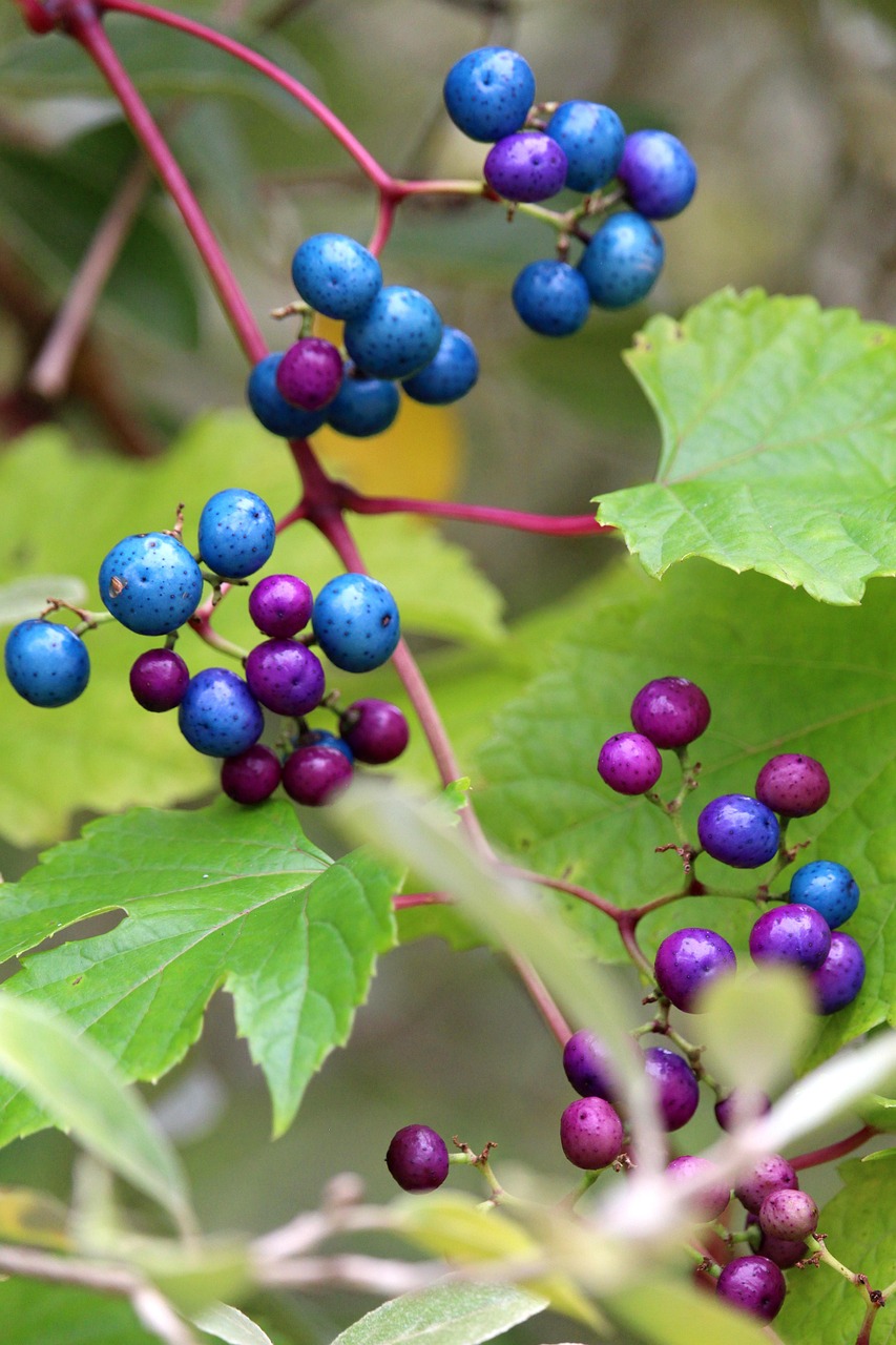 Climber Plant China Berry Fall - Free photo on Pixabay