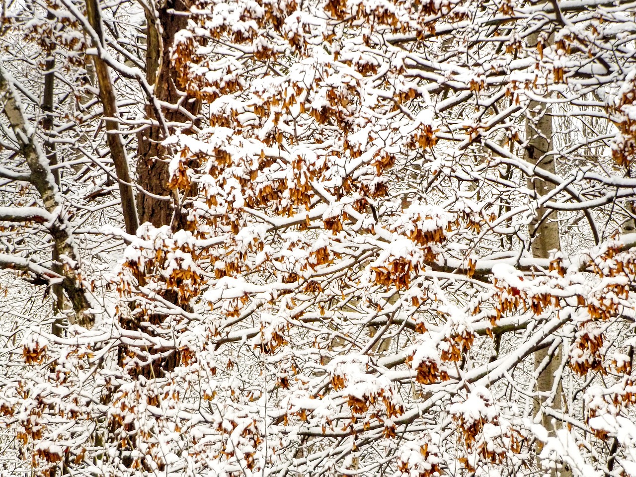 First Snow Landscape Ash Lionfish - Free photo on Pixabay - Pixabay