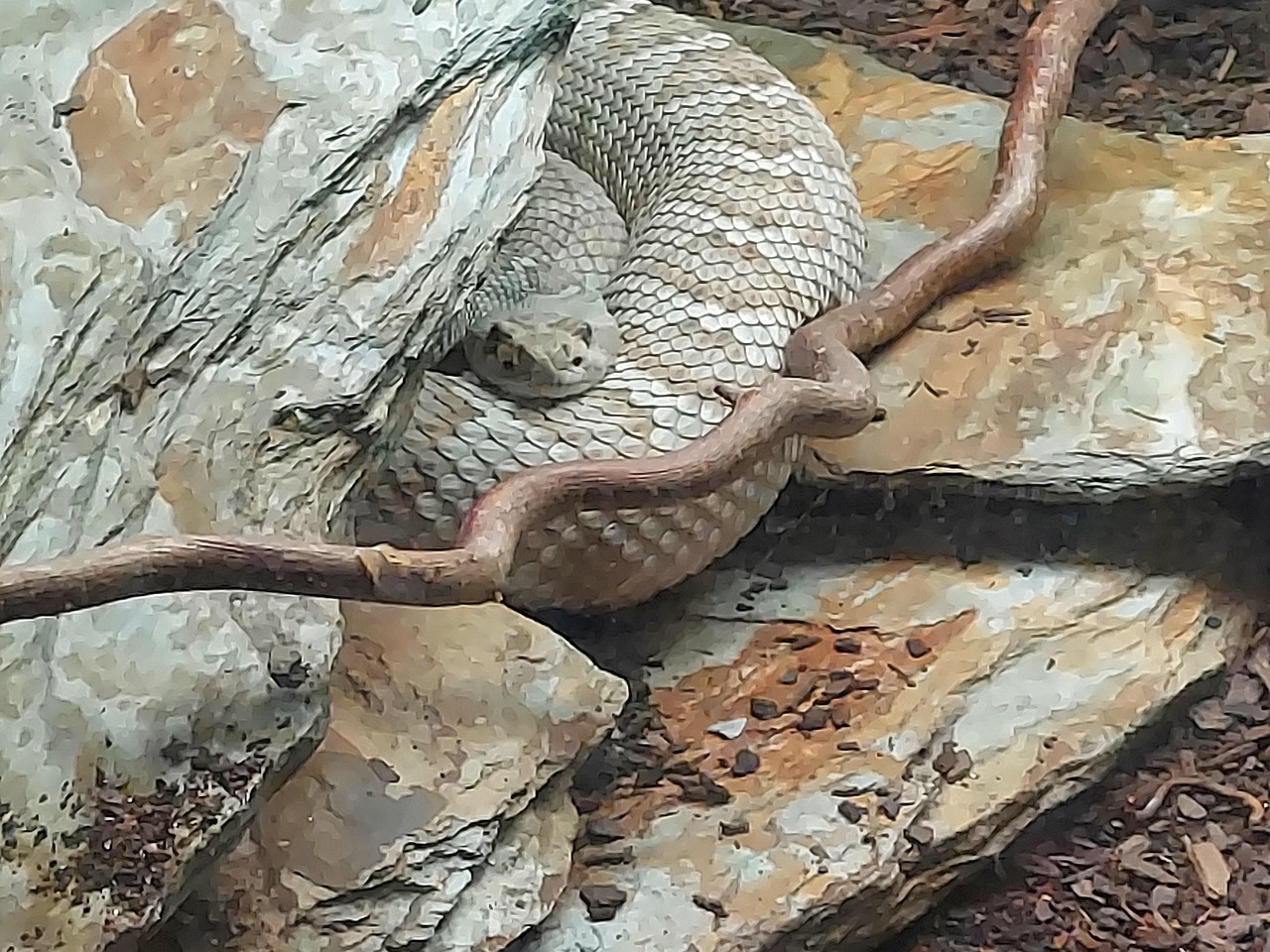 Cobra Animais Selvagens Cascavel - Foto gratuita no Pixabay - Pixabay