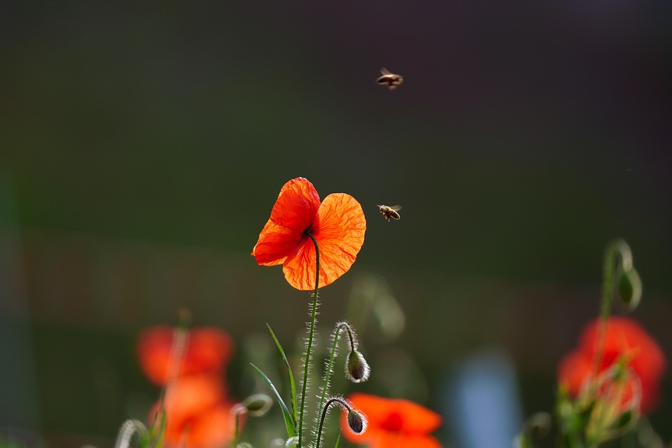 Flower Poppy Bee Spring - Free photo on Pixabay