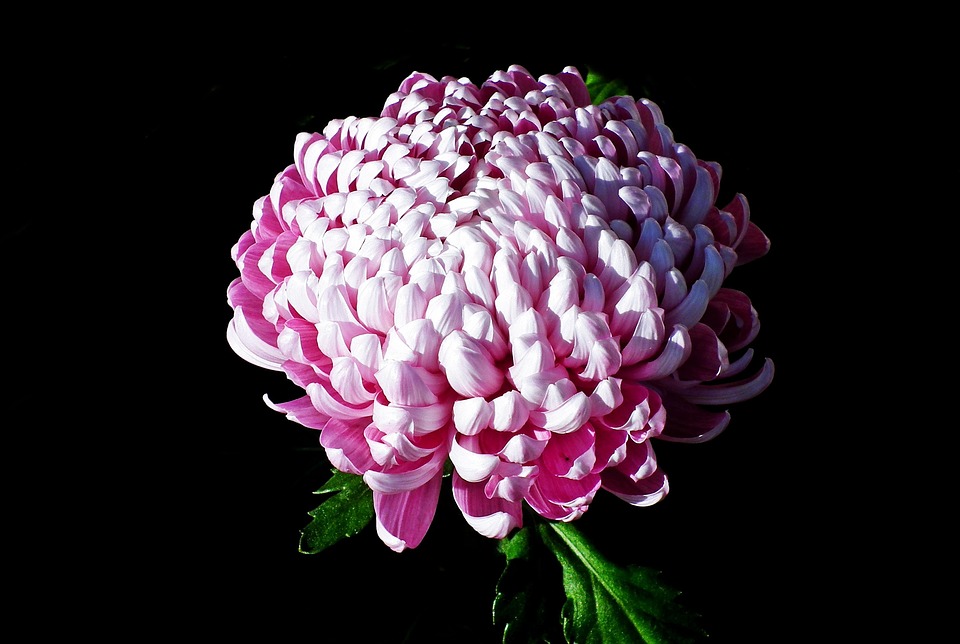 Flowers Chrysanthemums Garden - Free photo on Pixabay