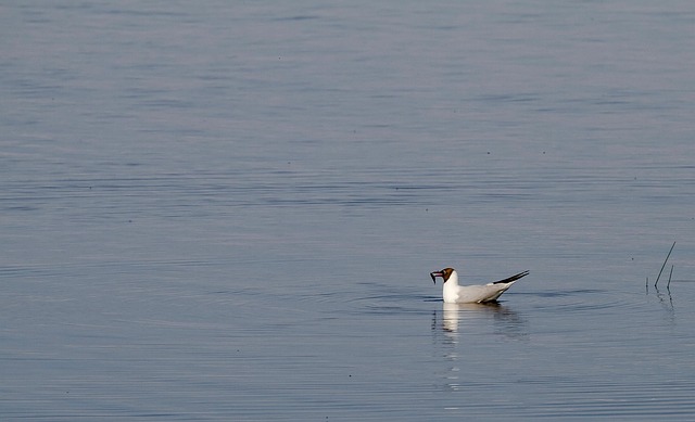 Bird Gull Ornithology - Free photo on Pixabay