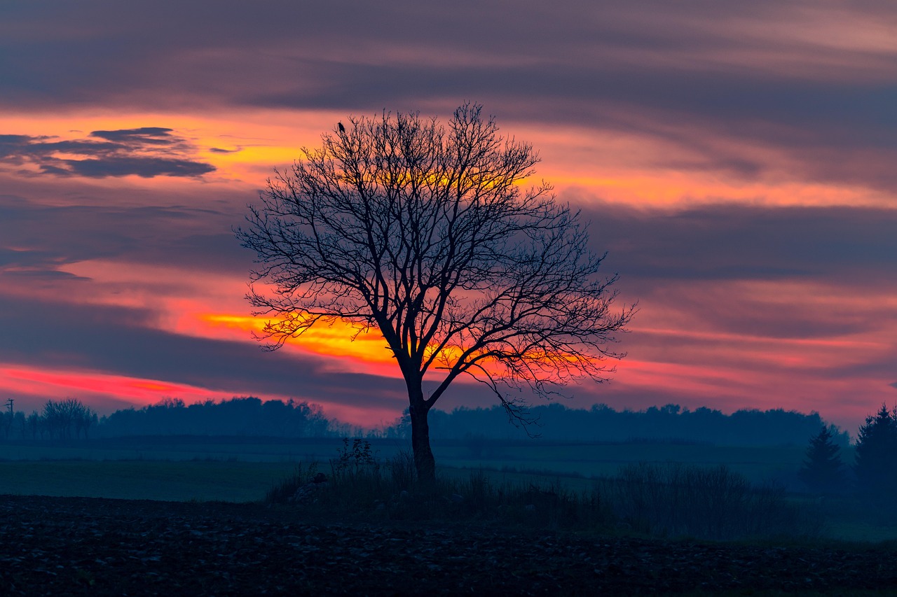 Sky Twilight Tree - Free photo on Pixabay