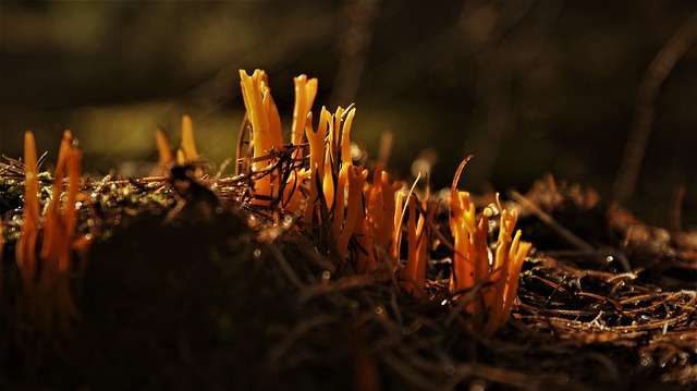 Coral Fungus Mushrooms Nature - Free photo on Pixabay