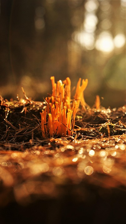 Coral Fungus Sticky Magic - Free photo on Pixabay