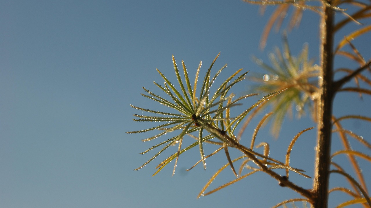 Nature Conifer Autumn Dew - Free photo on Pixabay