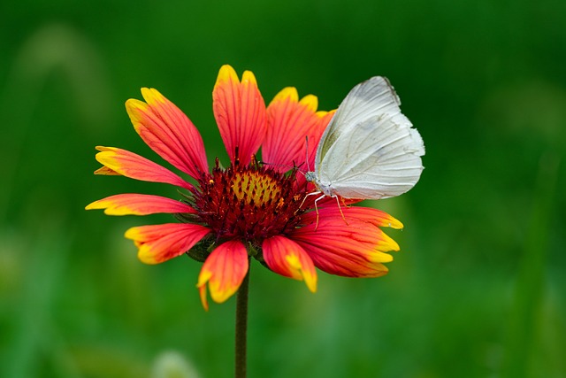 White Butterfly Wild - Free photo on Pixabay