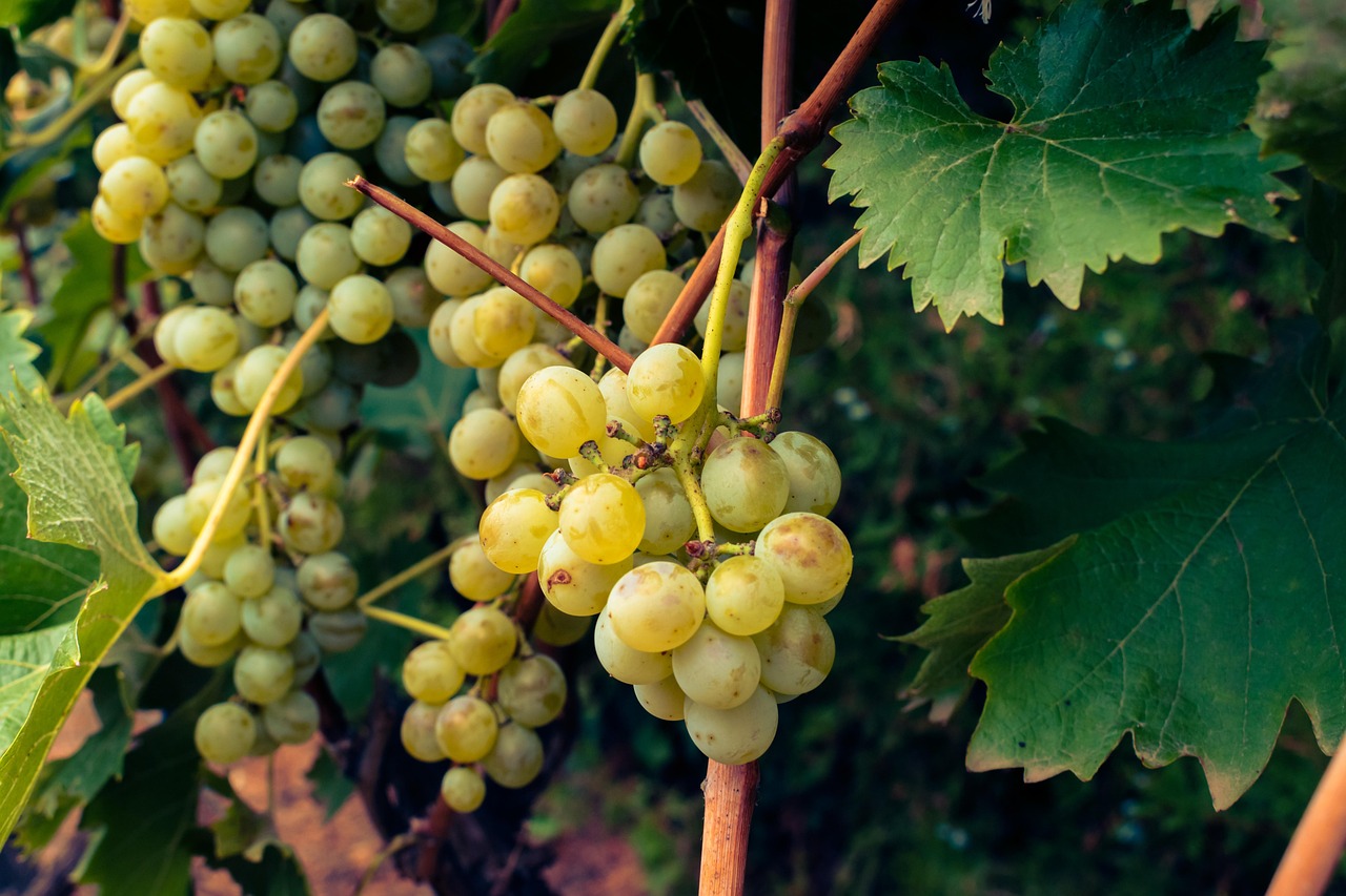 Otoño Fruta Uva - Foto gratis en Pixabay - Pixabay