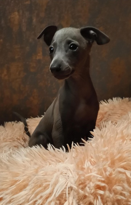 Cachorro Filhote De Galgo - Foto gratuita no Pixabay - Pixabay