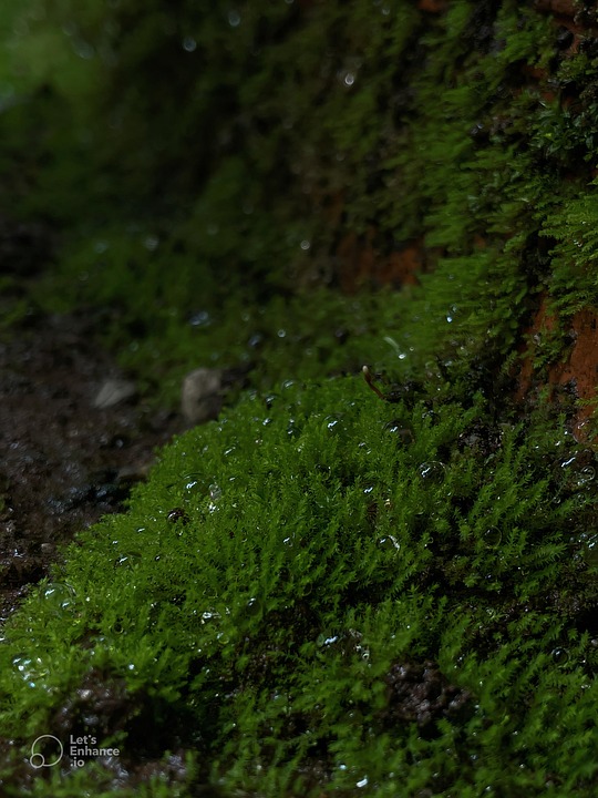 Nature Mousse - Photo gratuite sur Pixabay - Pixabay