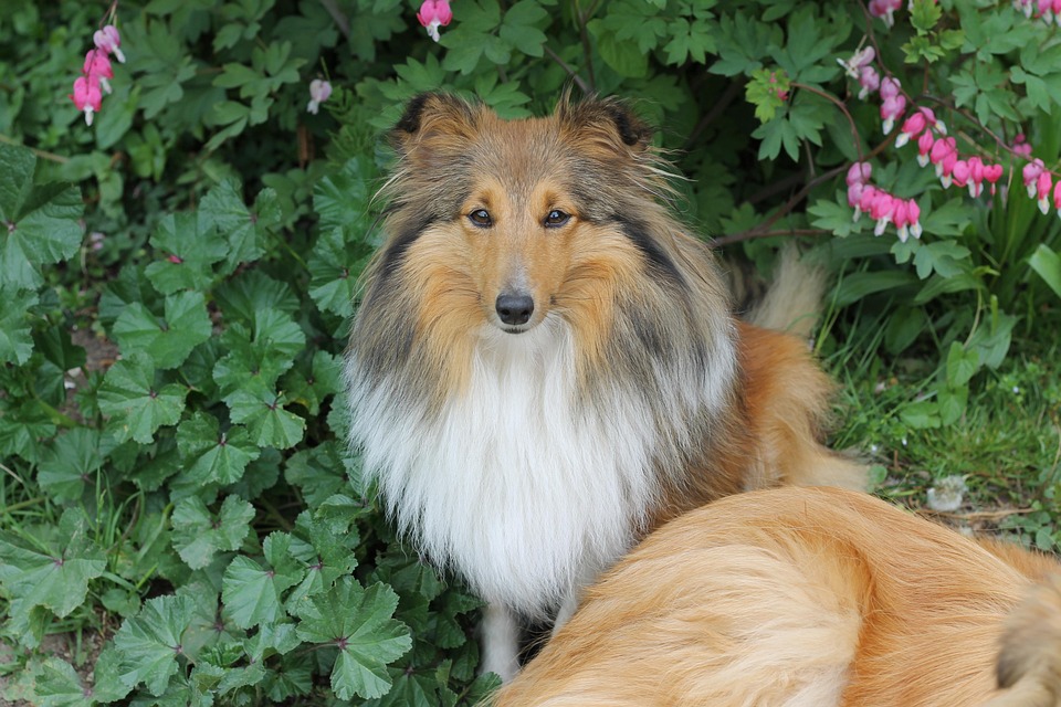 Animal Mammal Dog - Free photo on Pixabay