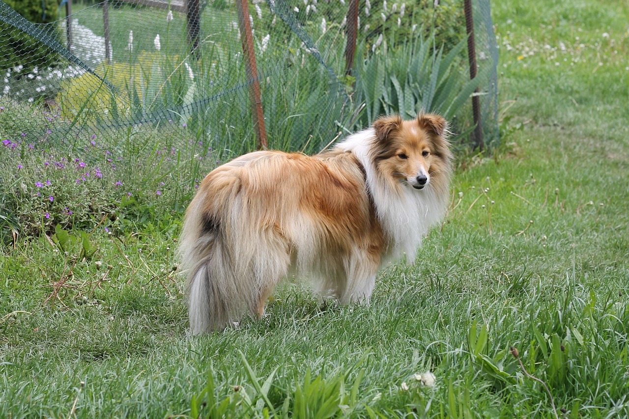 Cómo Es Un Perro Sheltie