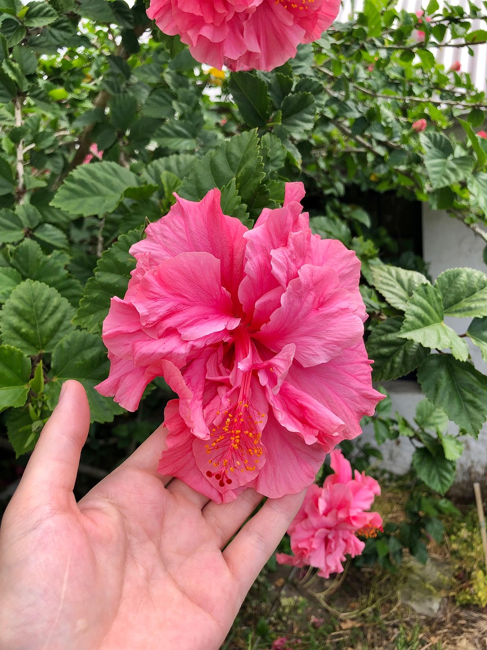 Hibiscus Kviti Beauty - Free photo on Pixabay - Pixabay