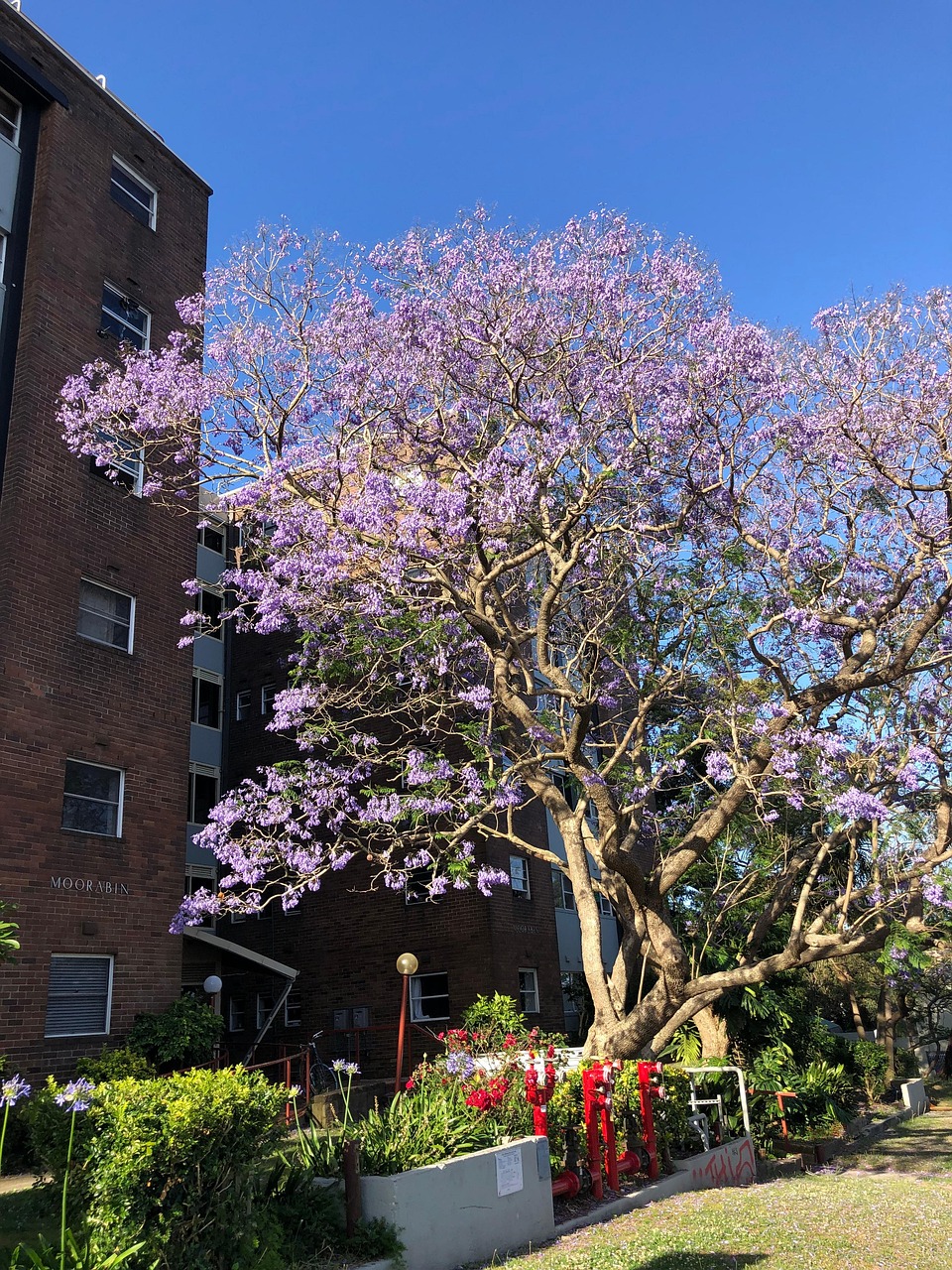 Ukrainians Jacaranda Australia - Free photo on Pixabay - Pixabay