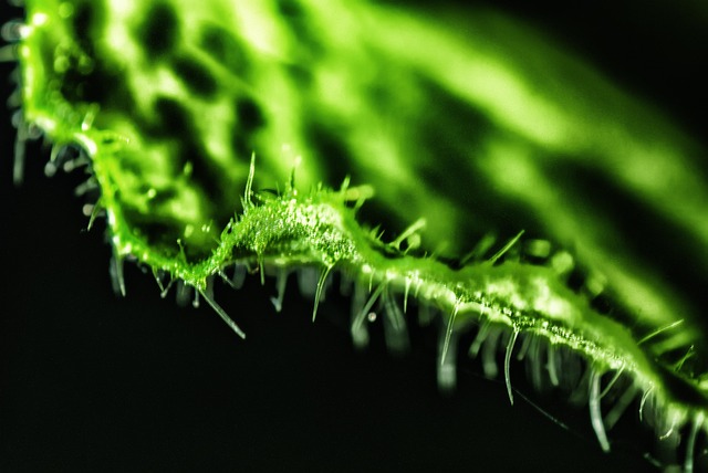 Sheet Edge Micro - Free photo on Pixabay - Pixabay