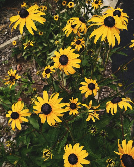 Flower Nature Rustic - Free photo on Pixabay