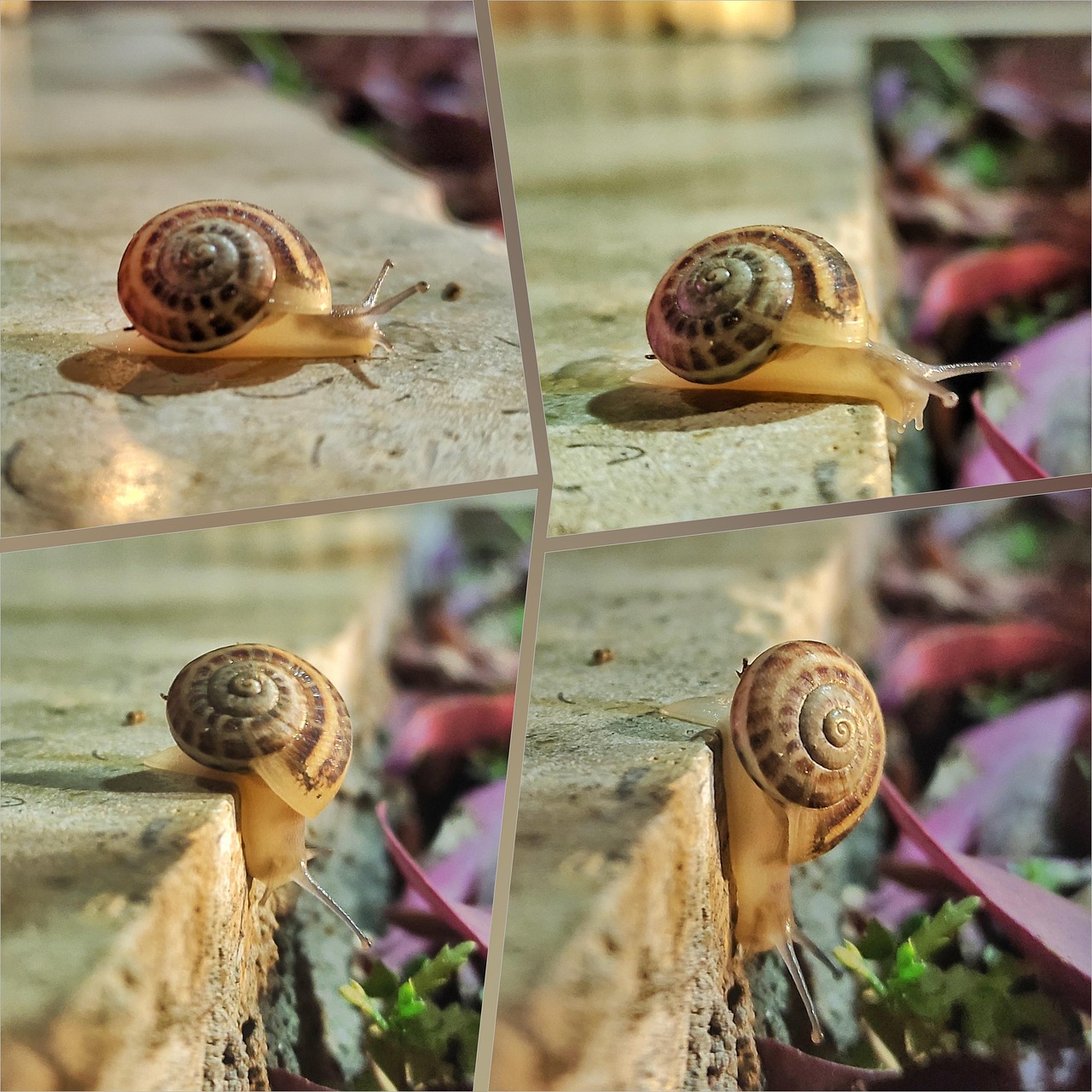 Salyangoz Kabuk Deniz Kabuğu - Pixabay'de ücretsiz fotoğraf - Pixabay