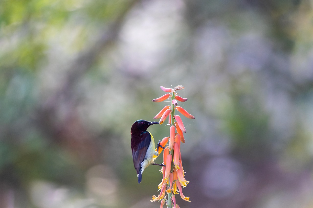 Bird Ornithology Species - Free photo on Pixabay - Pixabay