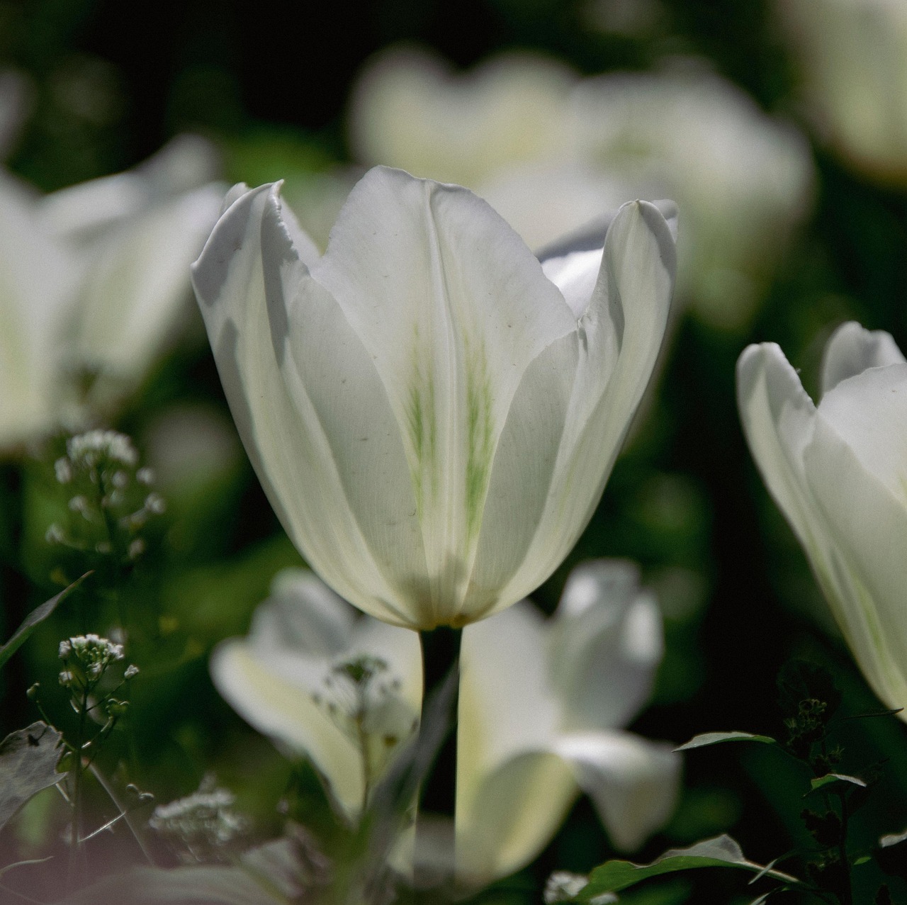 Tulips White Flowers - Free photo on Pixabay - Pixabay