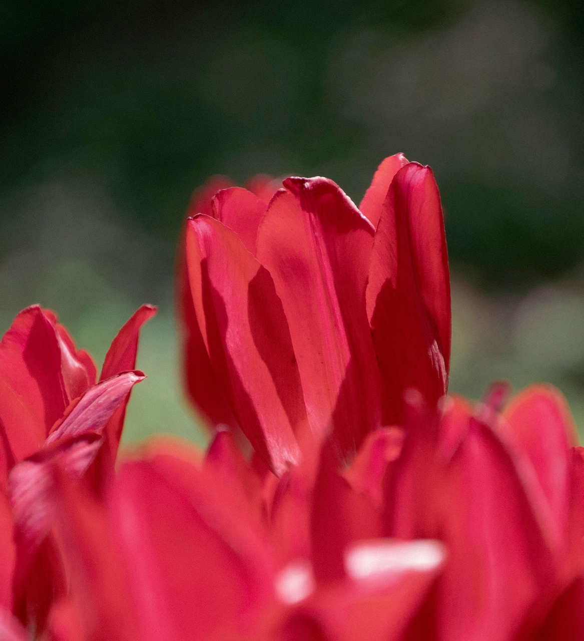 Tulipaner Røde Blomster - Gratis foto på Pixabay - Pixabay