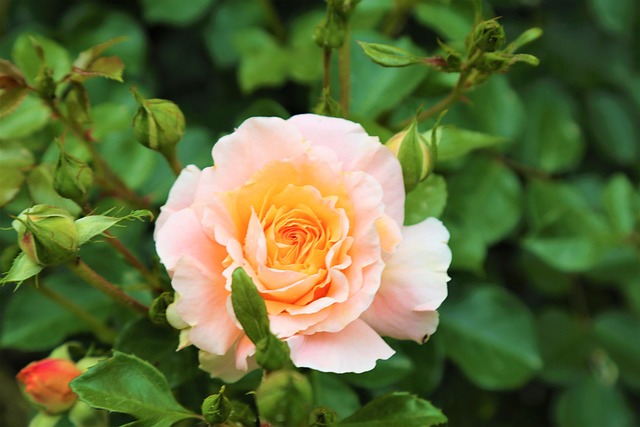 Rose Branch Leafs - Free photo on Pixabay