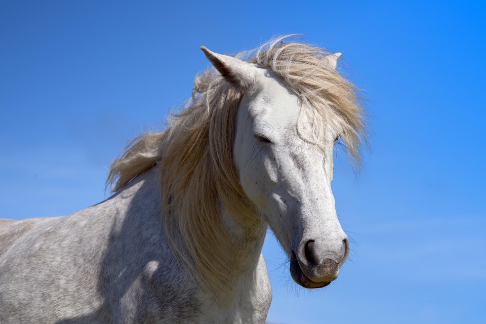 Pferd Pony White Horse - Kostenloses Foto auf Pixabay