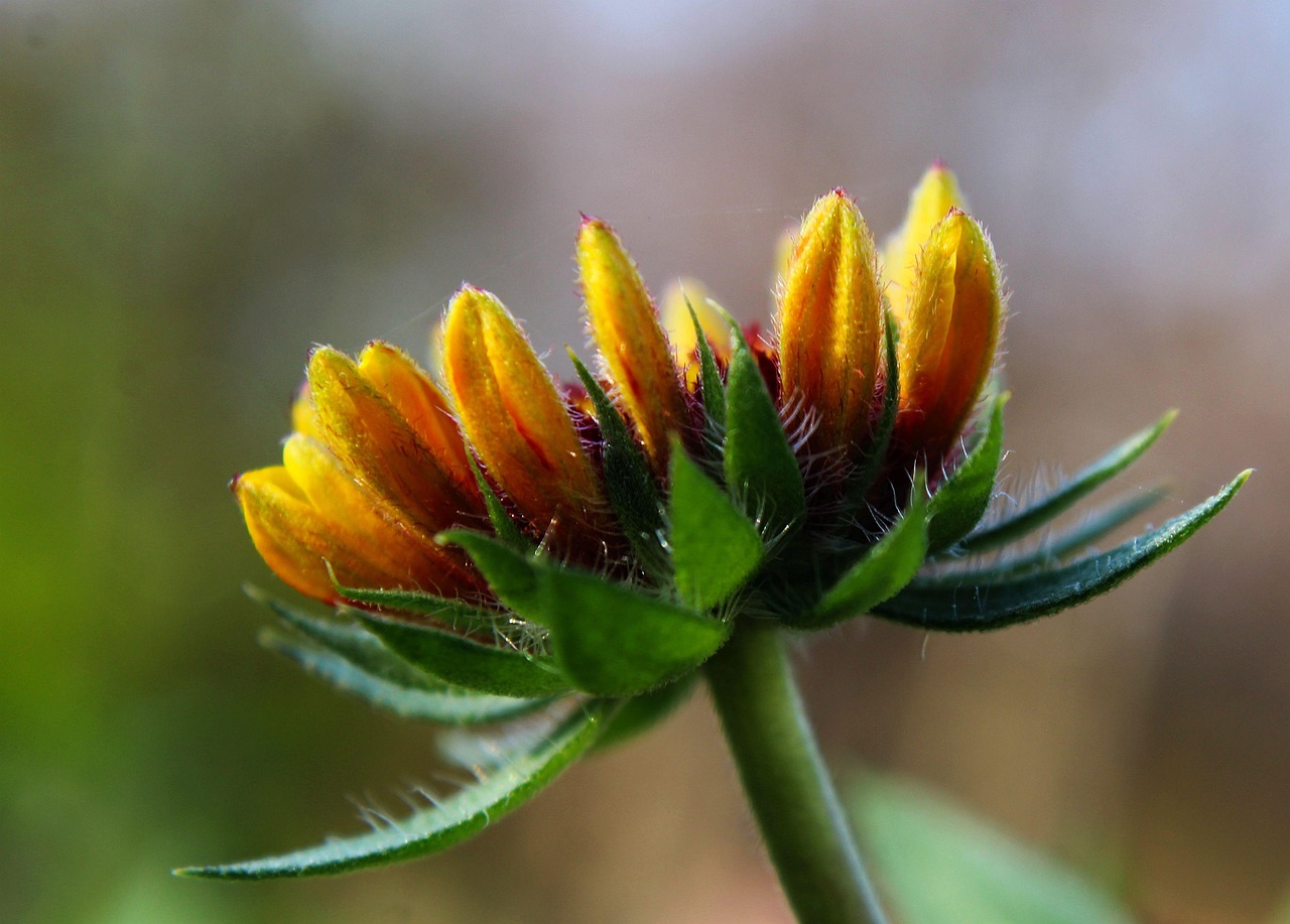 Fleur De Cocarde Nature - Photo gratuite sur Pixabay - Pixabay