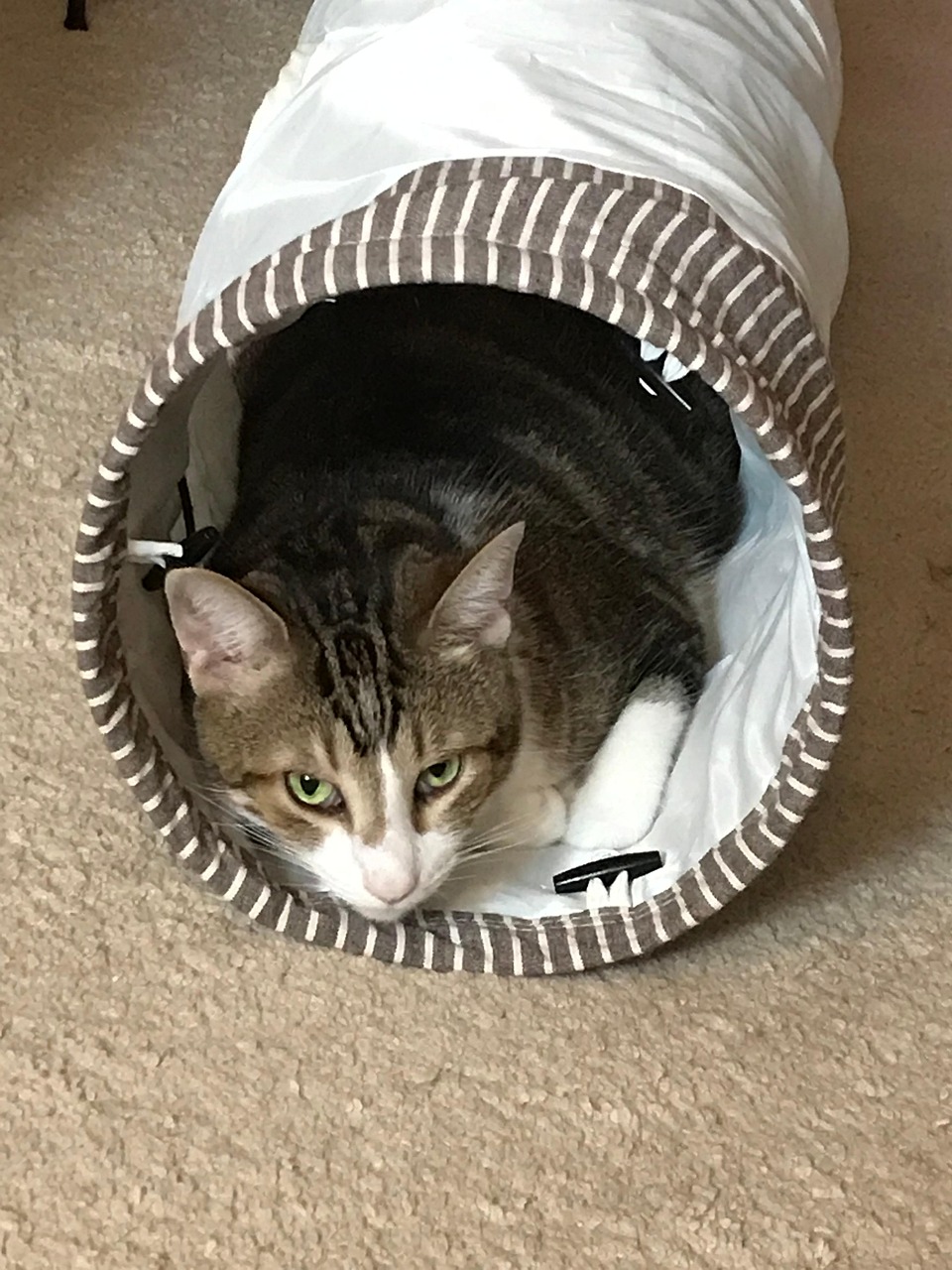 Calicot Chat Dans Un Tunnel - Photo gratuite sur Pixabay - Pixabay