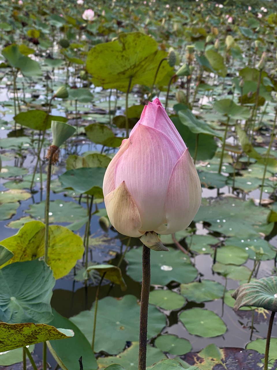 Lotus Fleur Botanique - Photo gratuite sur Pixabay