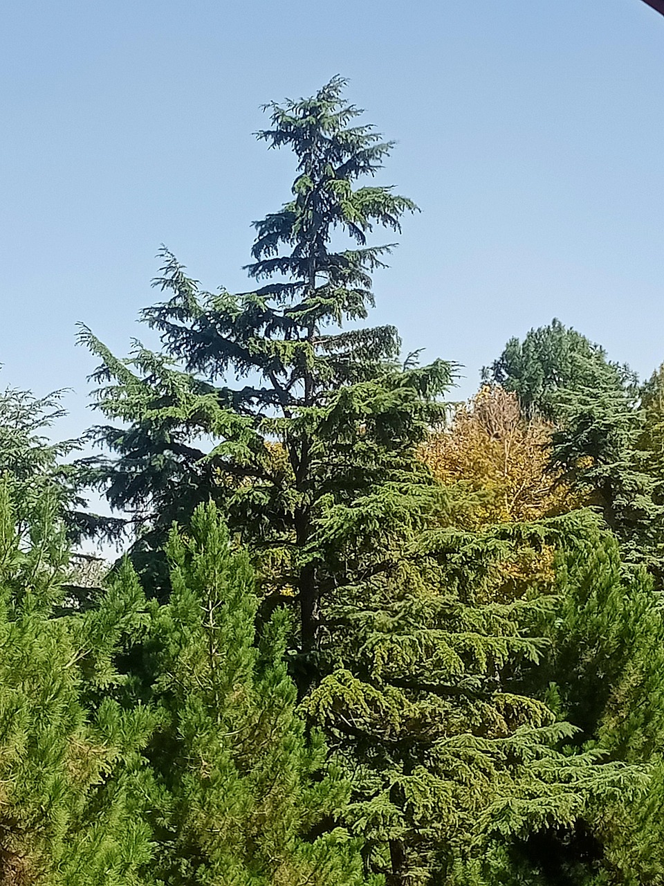Nature Parc D'Arbres Tout - Photo gratuite sur Pixabay - Pixabay