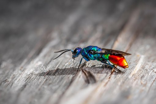 30+ Free Avispa Parasitaria & Wasp Images - Pixabay
