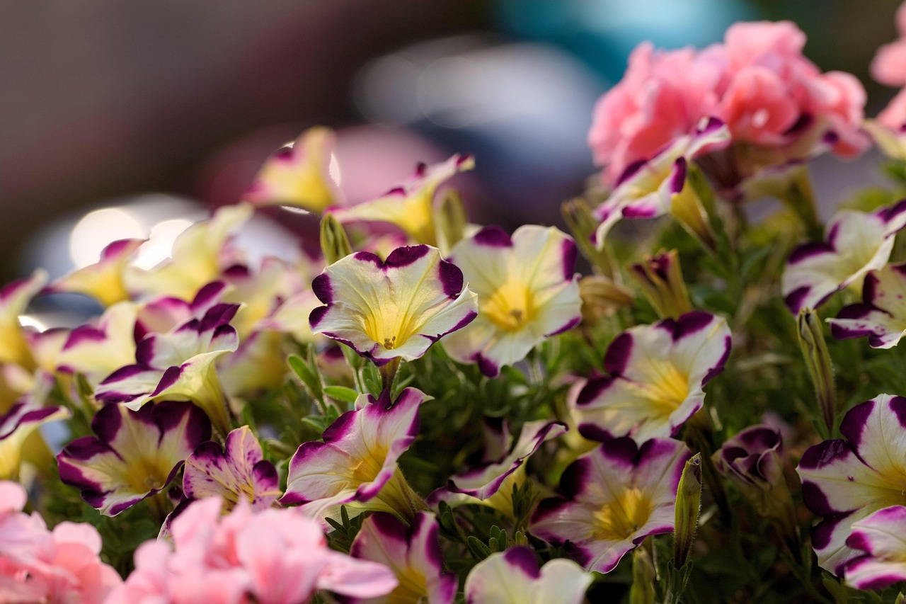 Bunga Petunia Geranium Padang - Foto gratis di Pixabay - Pixabay