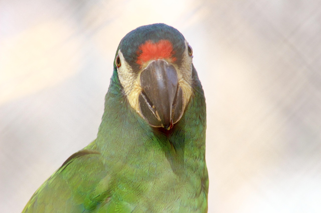 Parrot Bird Exotic - Free photo on Pixabay - Pixabay